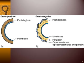 Understanding of the Bacterial Structure.ppt