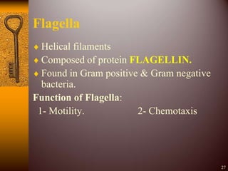 Understanding of the Bacterial Structure.ppt