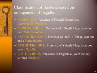 Understanding of the Bacterial Structure.ppt