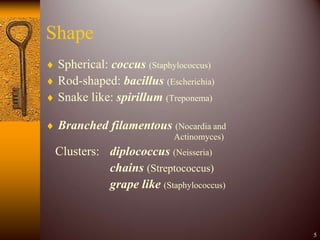 Understanding of the Bacterial Structure.ppt