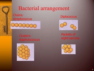 Understanding of the Bacterial Structure.ppt