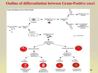 Staphylococci and Streptococci organisms.ppt