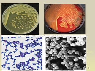 Staphylococci and Streptococci organisms.ppt