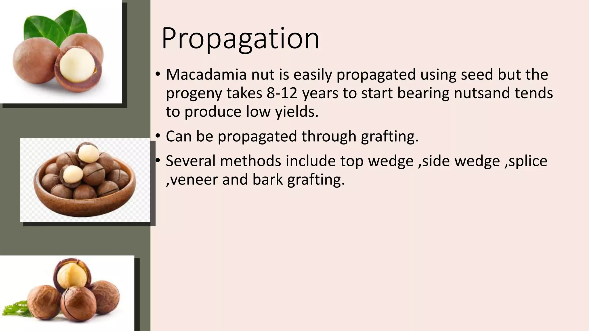 MACADAMIA NUT.ppt