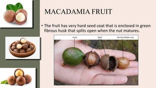 MACADAMIA NUT.ppt