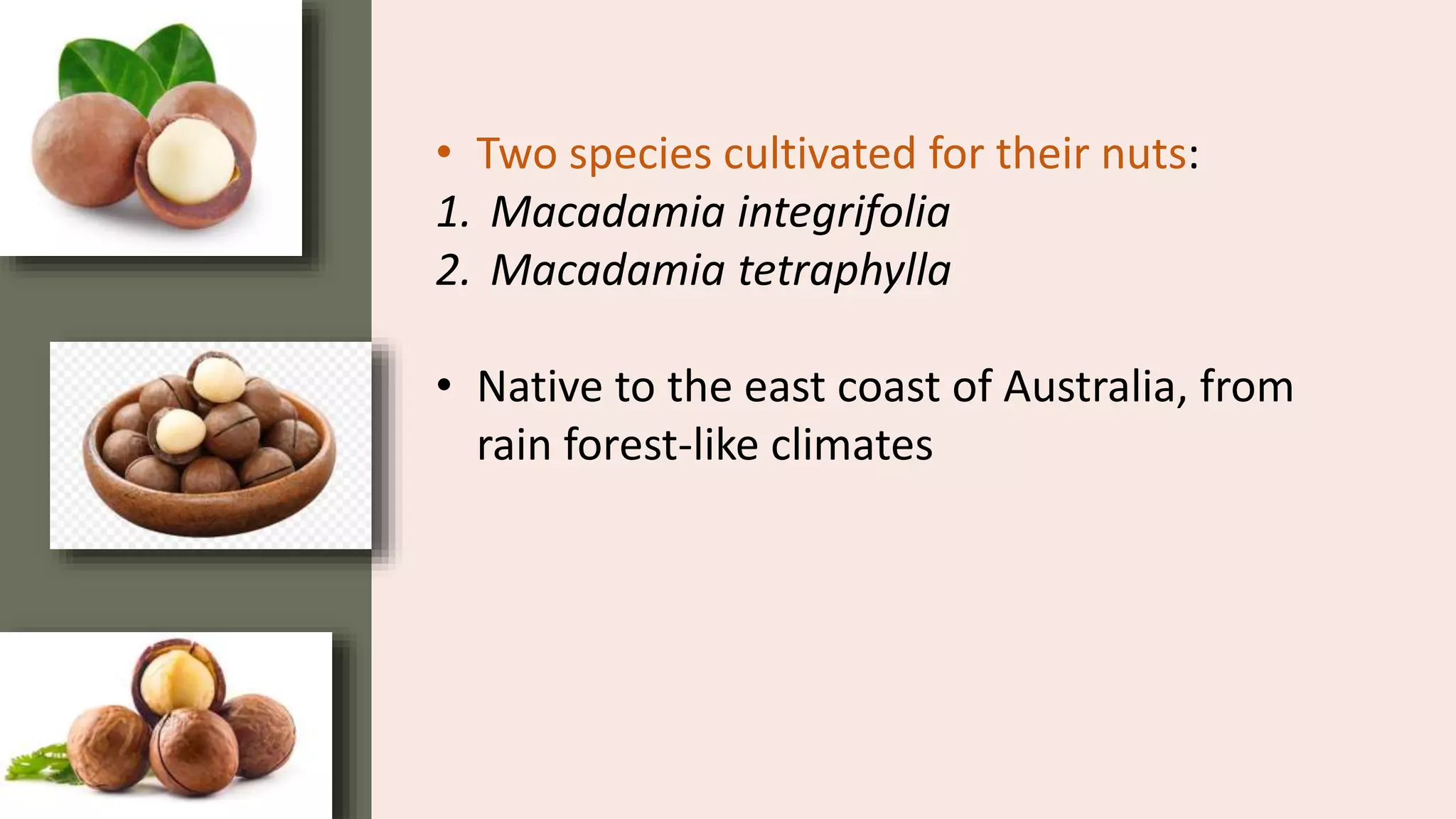 Macadamia nut.pptx