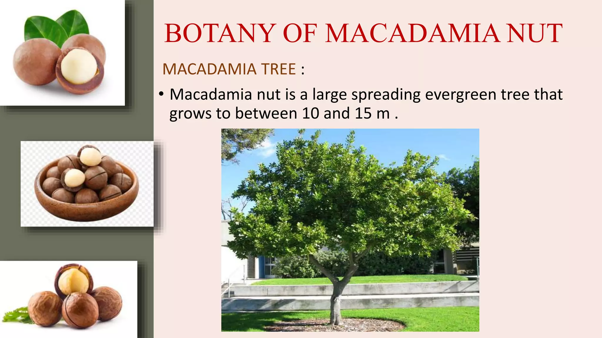 Macadamia nut.pptx