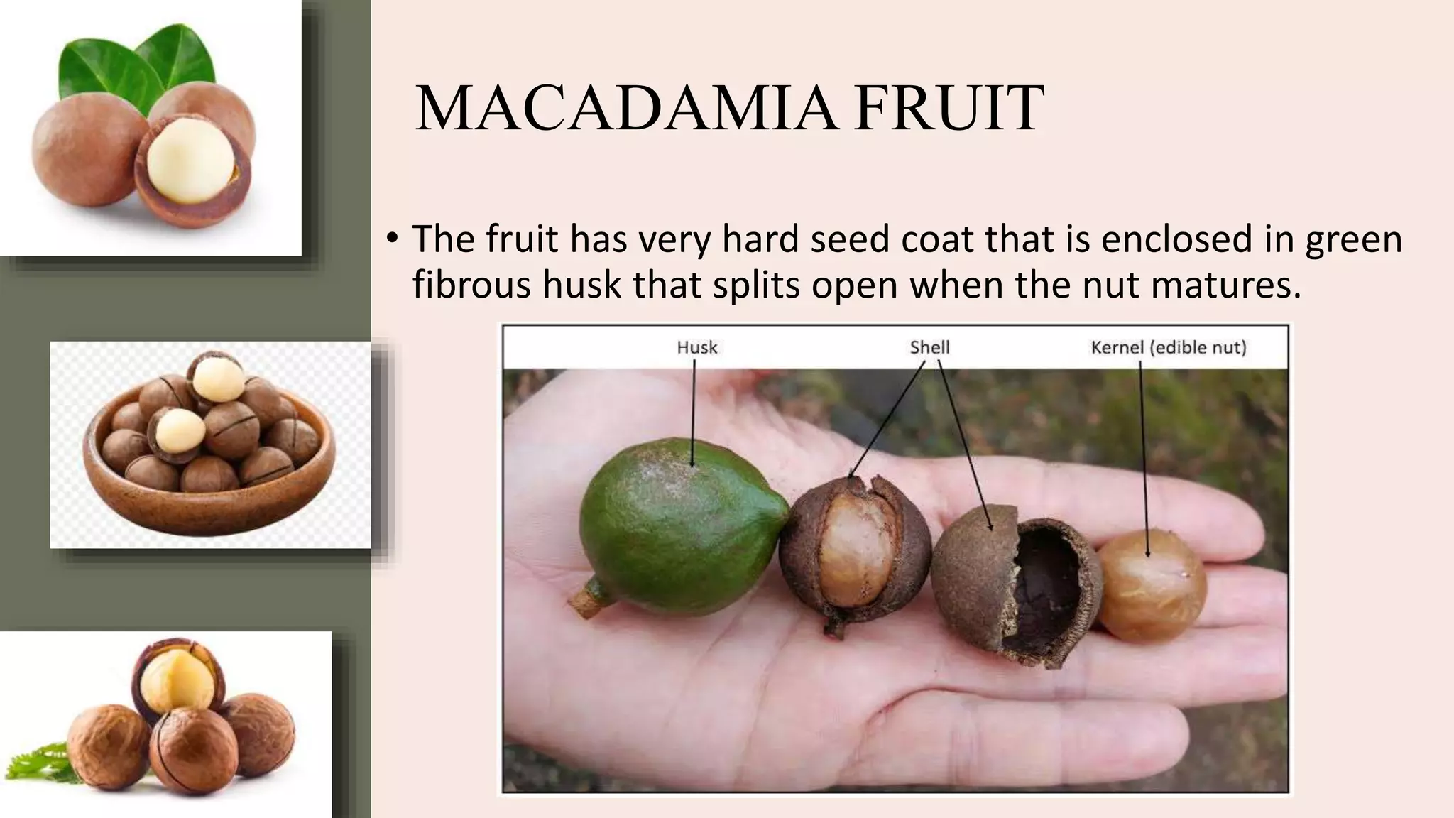 Macadamia nut.pptx