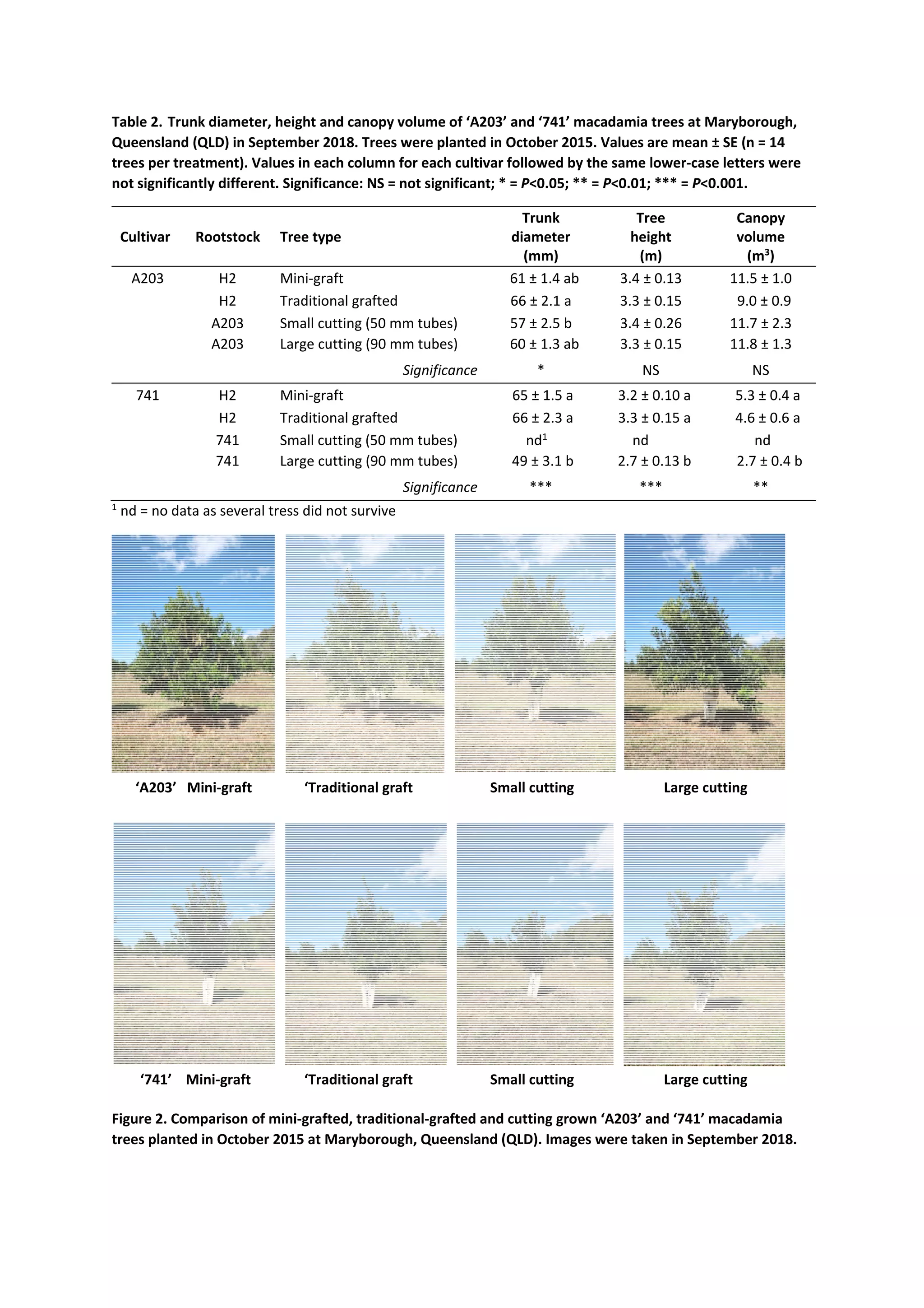 Macadamia – propagation and precocity – mc13014 | PDF