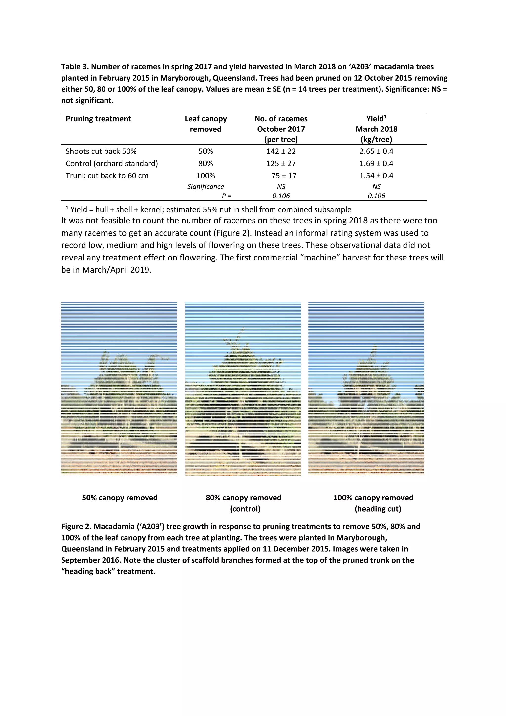 Macadamia – propagation and precocity – mc13014 | PDF