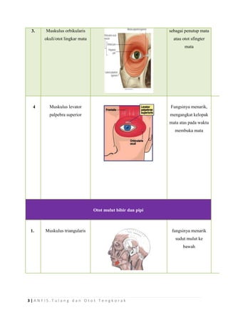 ANFIS Tulang dan Otot Tengkorak | DOCX