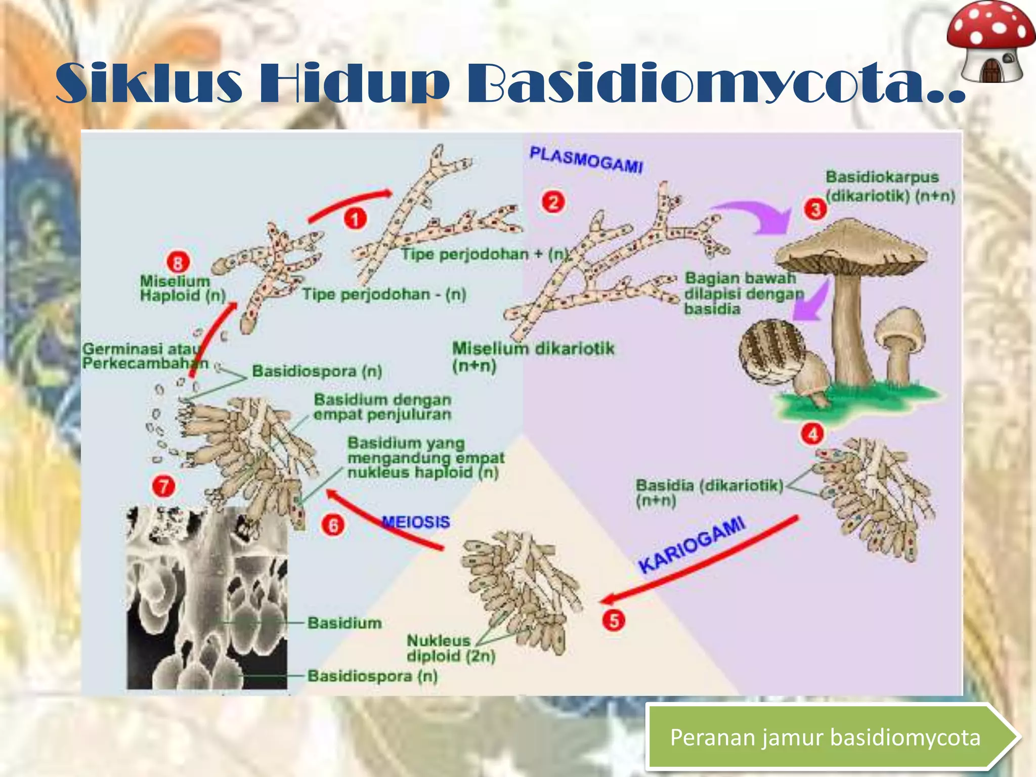 Macam macam fungi | PPTX