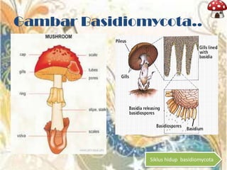 Macam macam fungi | PPTX
