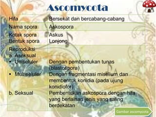 Macam macam fungi | PPTX