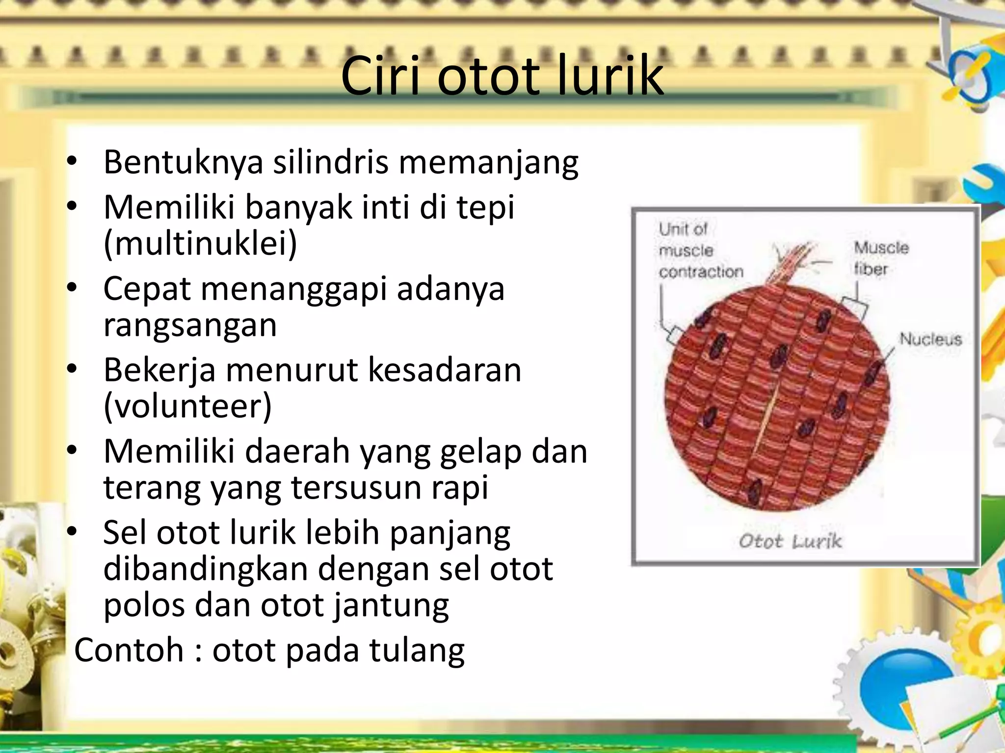 Macam macam otot | PPTX