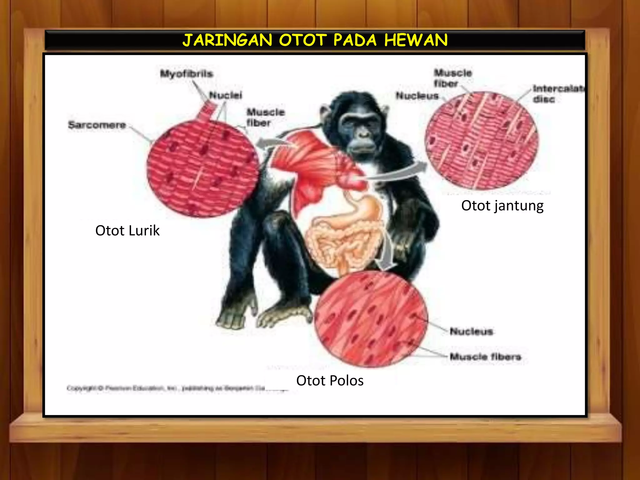 jenis-jenis jaringan otot | PPTX