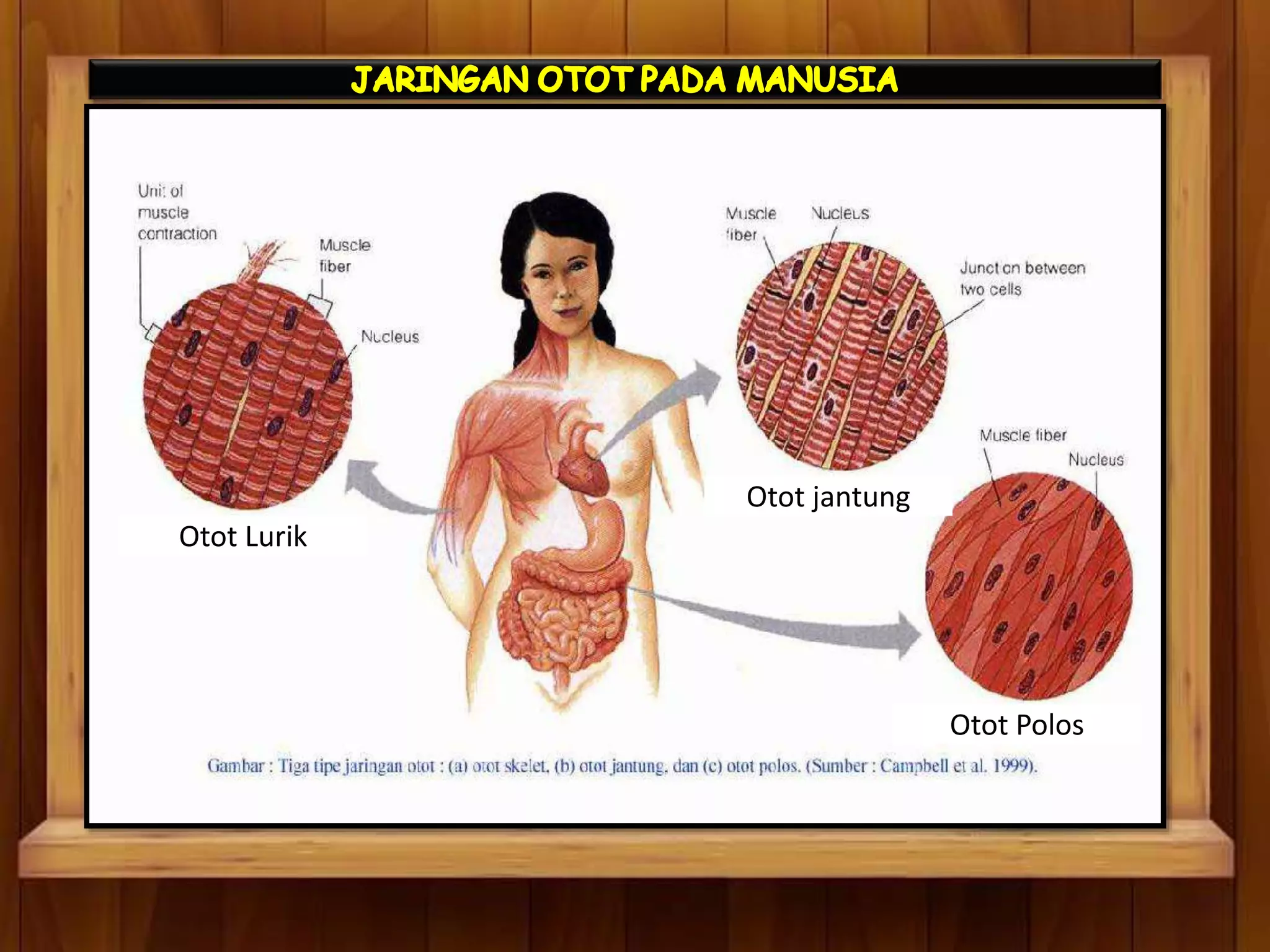 jenis-jenis jaringan otot | PPTX
