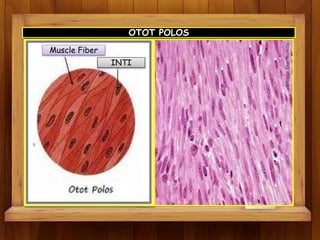 jenis-jenis jaringan otot | PPT