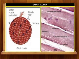 jenis-jenis jaringan otot | PPT