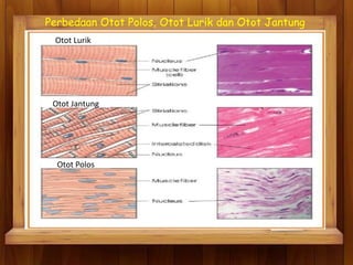 jenis-jenis jaringan otot | PPTX