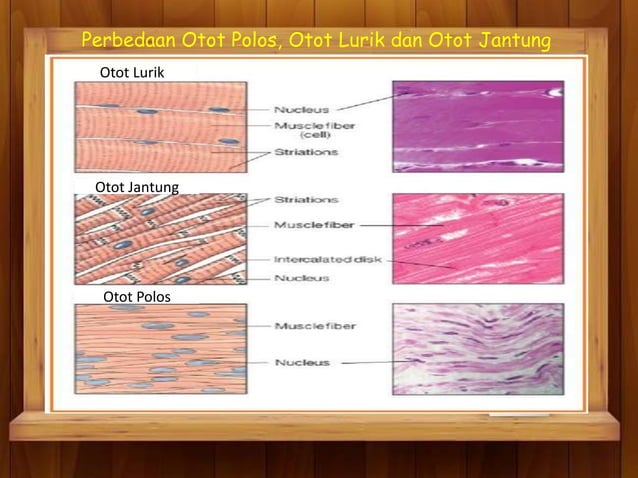jenis-jenis jaringan otot | PPT