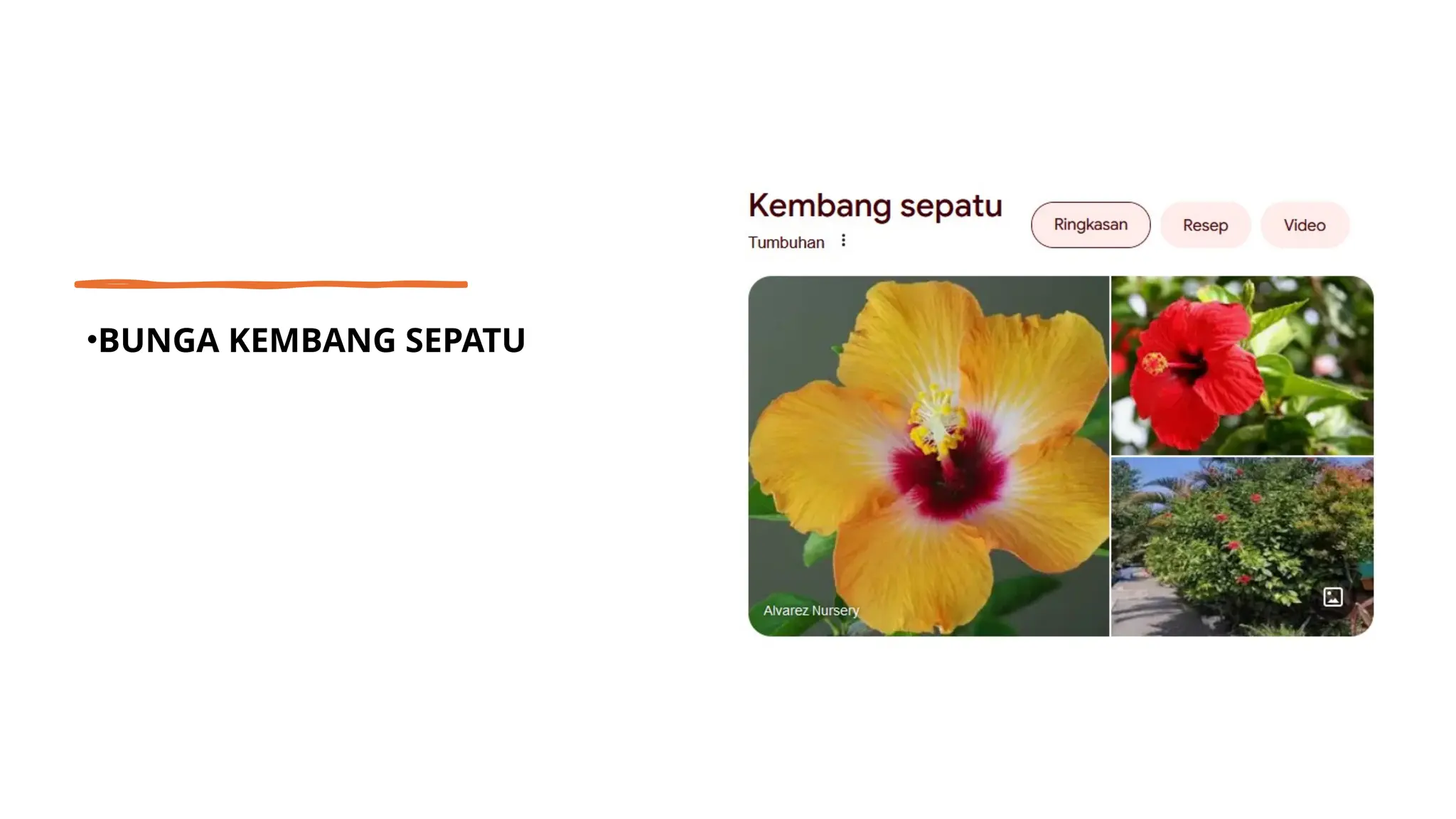 Macam dan jenis bunga beserta penjelasannya.pptx