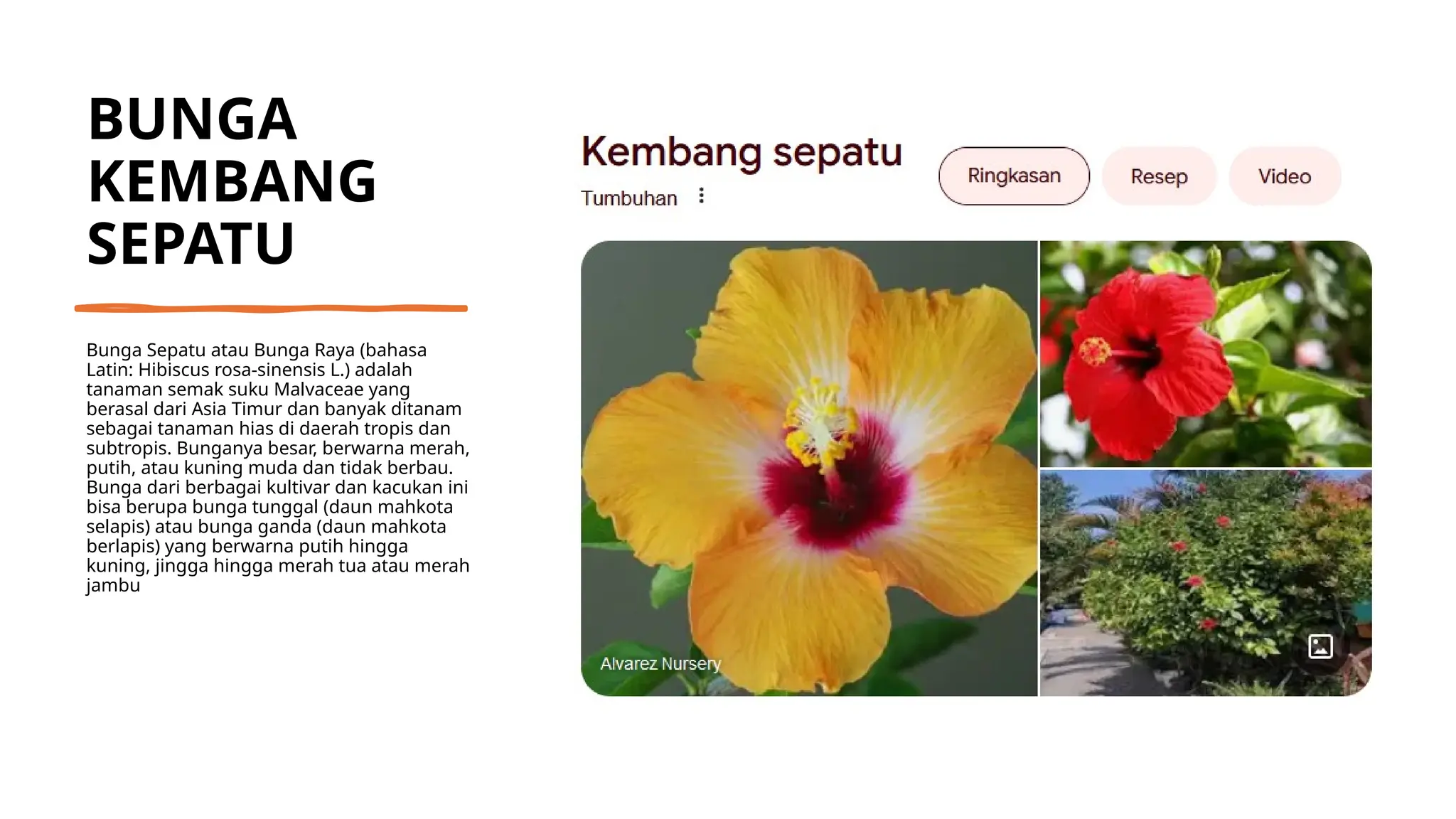 Macam dan jenis bunga beserta penjelasannya.pptx