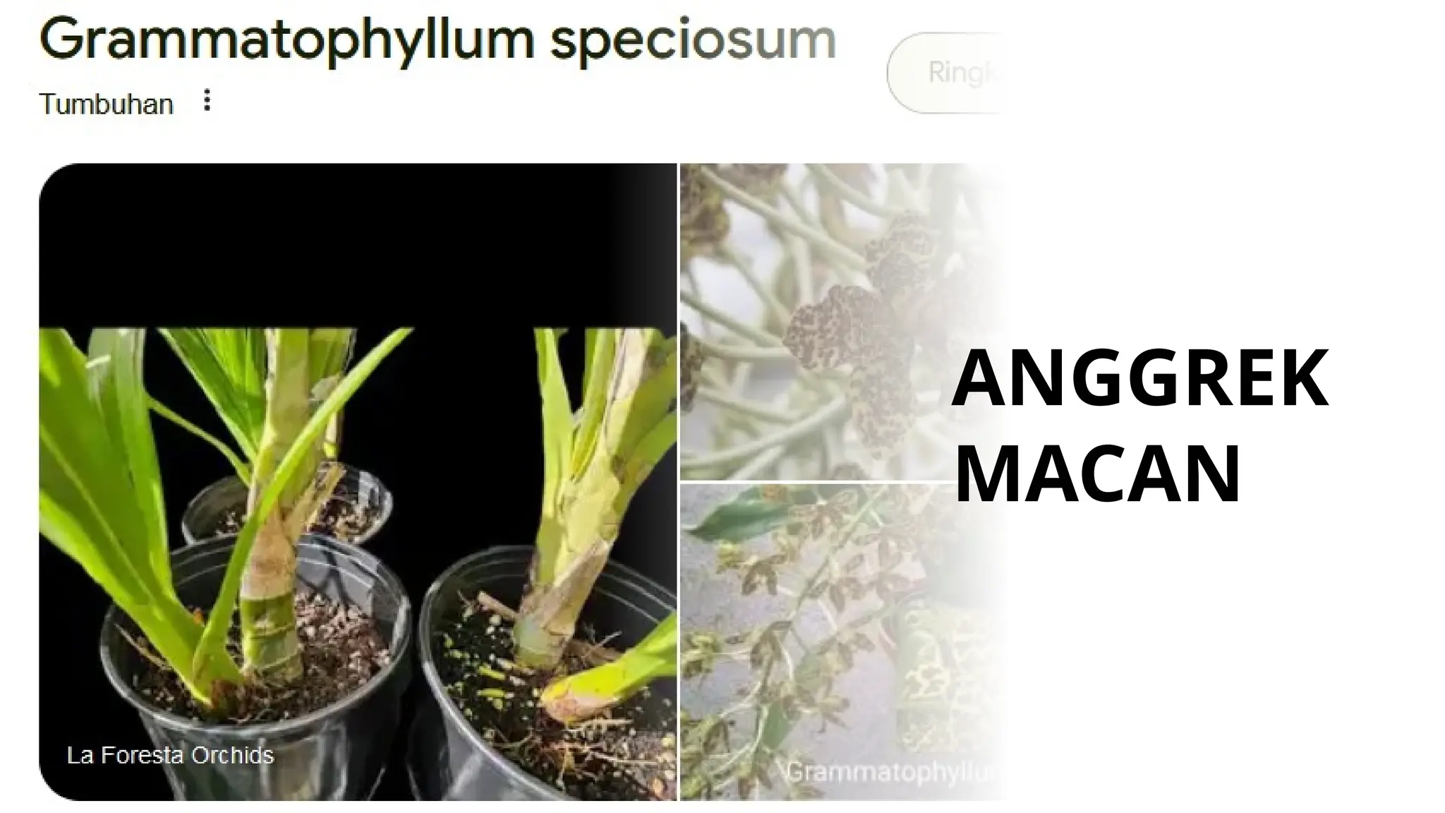 Macam dan jenis bunga beserta penjelasannya.pptx