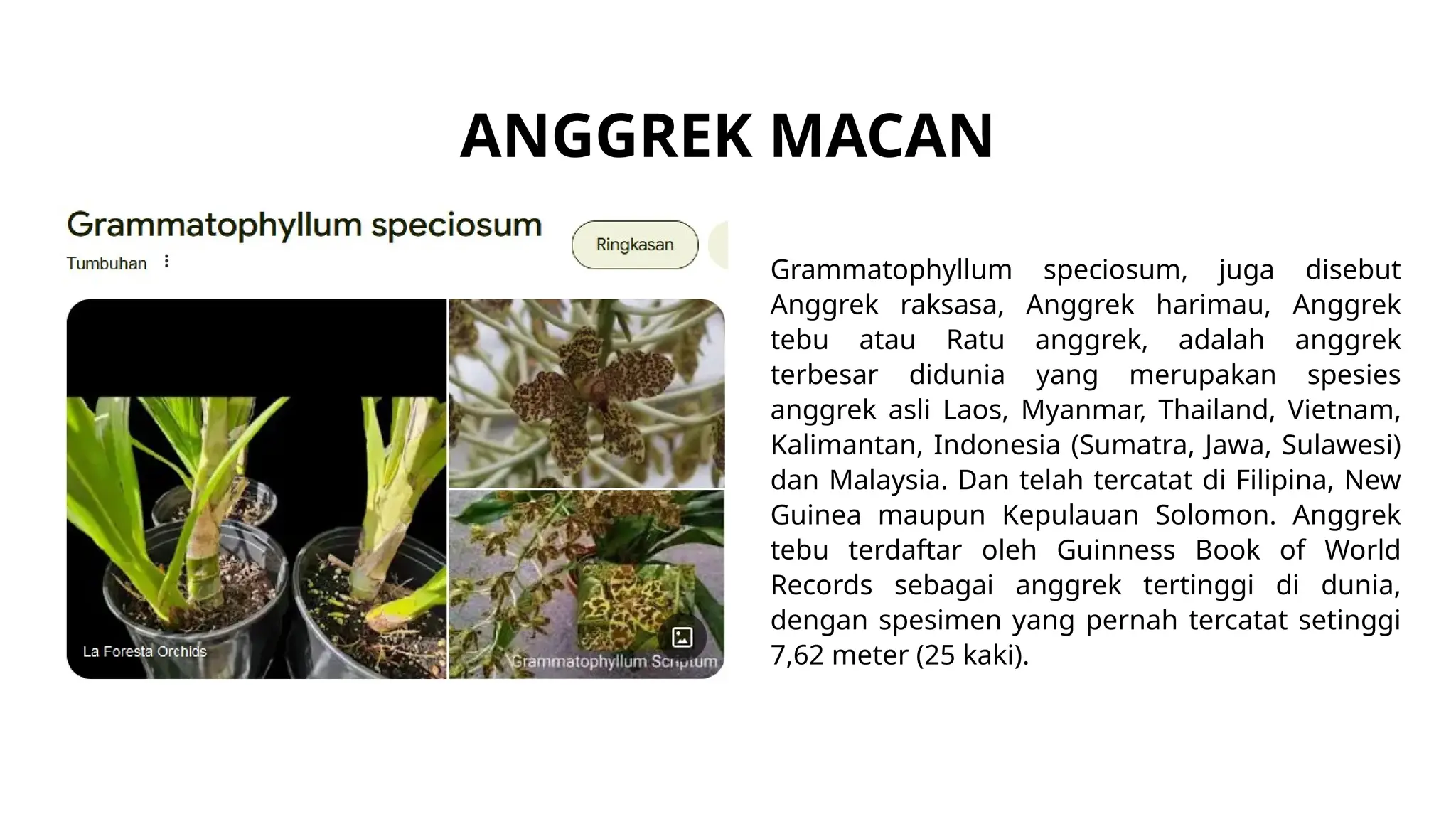 Macam dan jenis bunga beserta penjelasannya.pptx