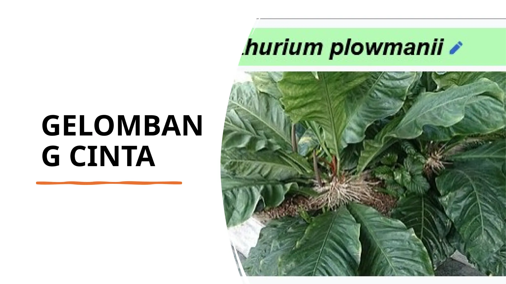 Macam dan jenis bunga beserta penjelasannya.pptx