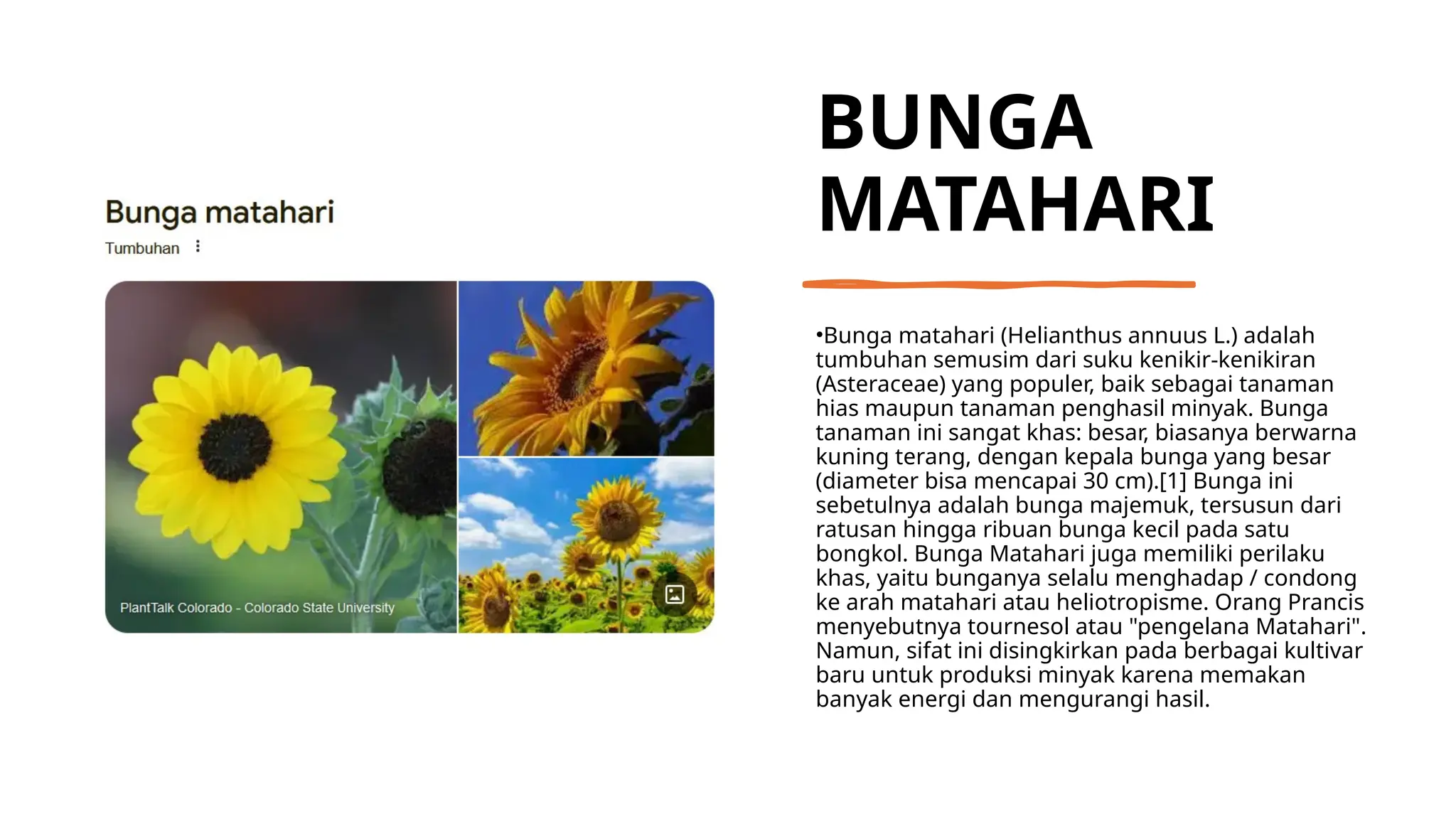 Macam dan jenis bunga beserta penjelasannya.pptx