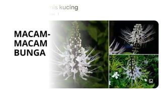 Macam dan jenis bunga beserta penjelasannya.pptx