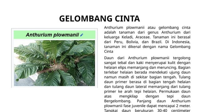 Macam dan jenis bunga beserta penjelasannya.pptx