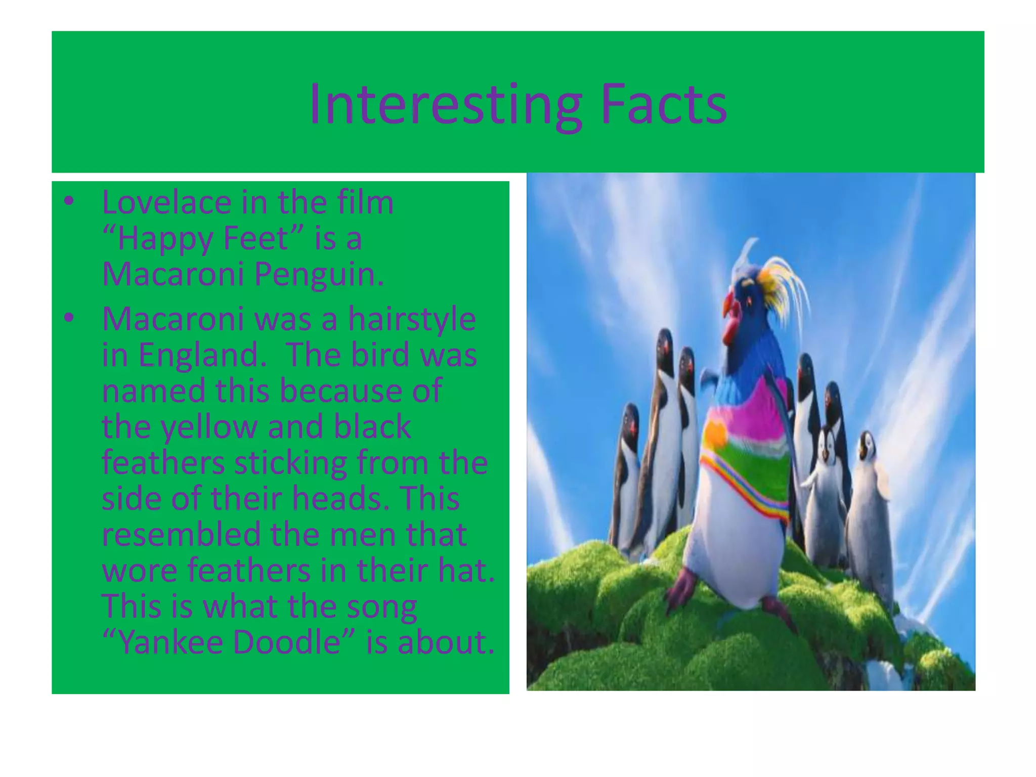 Macaroni penguin | PPT