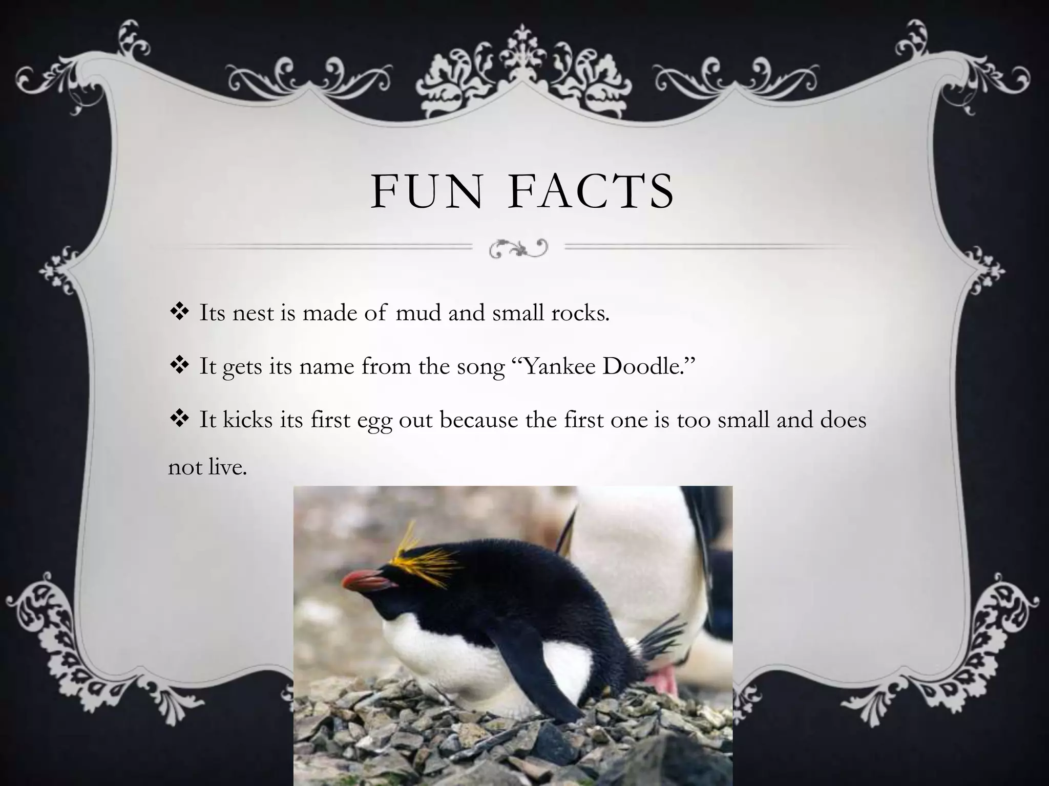 Macaroni penguin | PPT