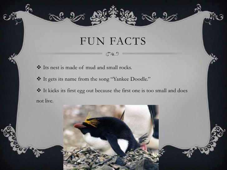 Macaroni Penguin macaroni-penguin