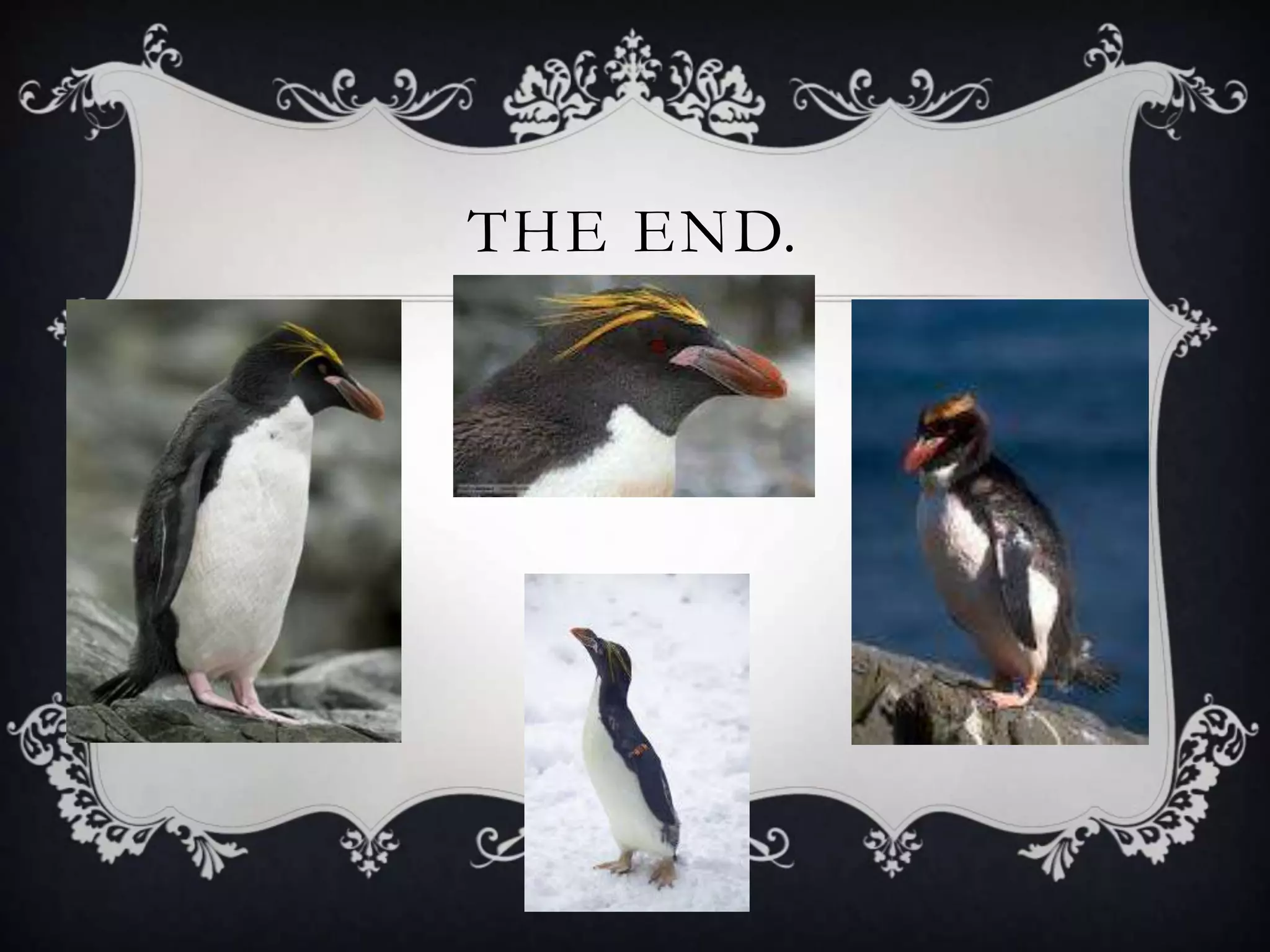 Macaroni penguin | PPTX