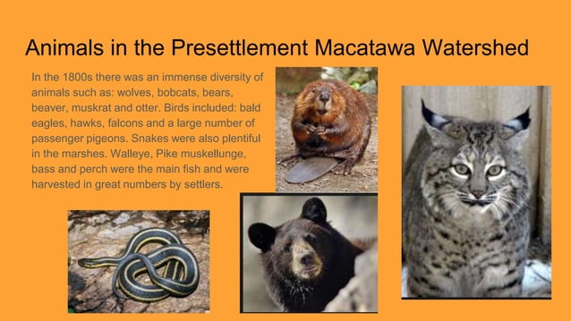 Macatawa watershed history | PPTX | Geography | Science