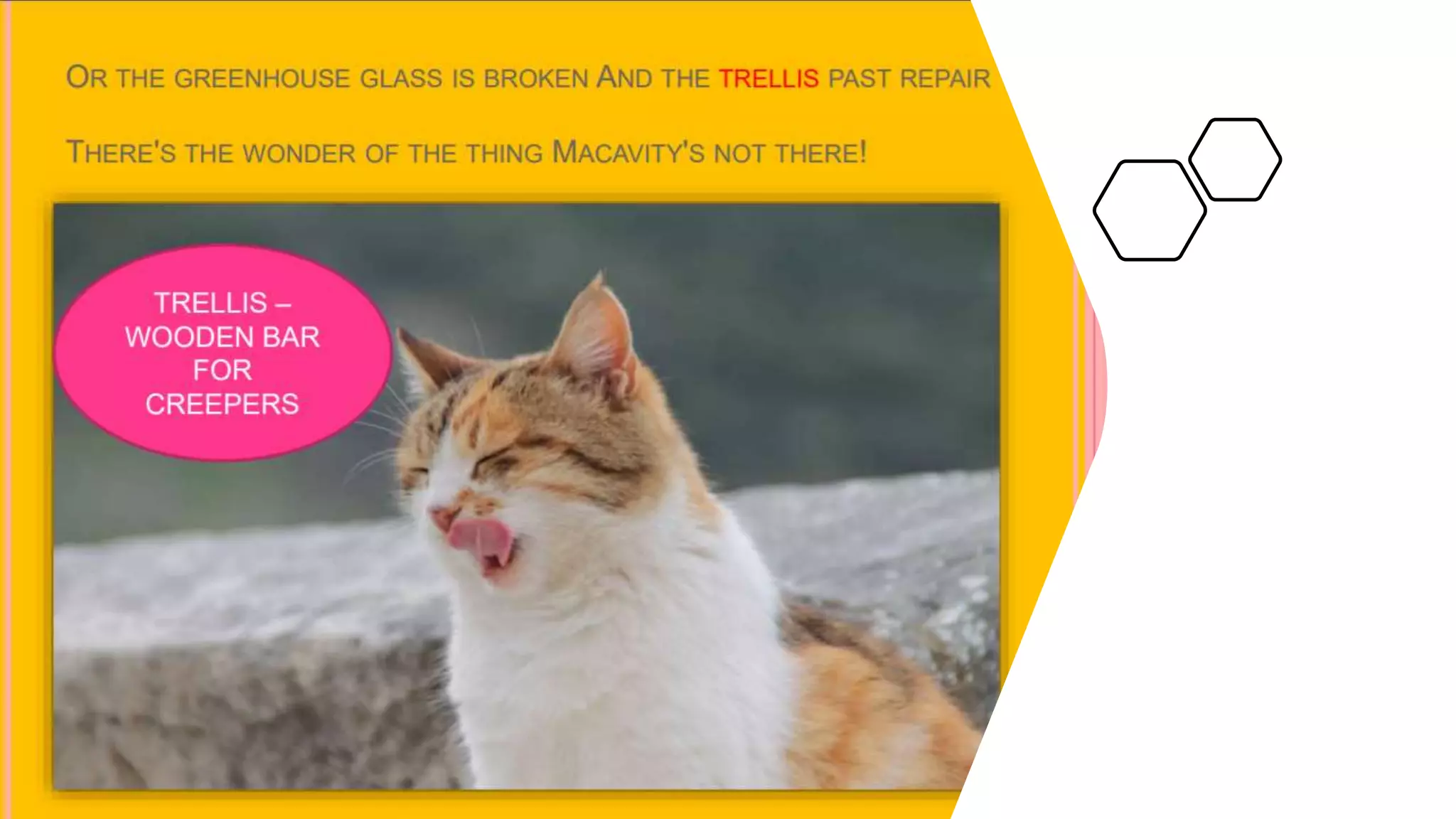 Macavity the mystery cat | PPTX