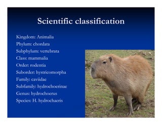 Mac capybara3 | PDF | Reptiles | Pets