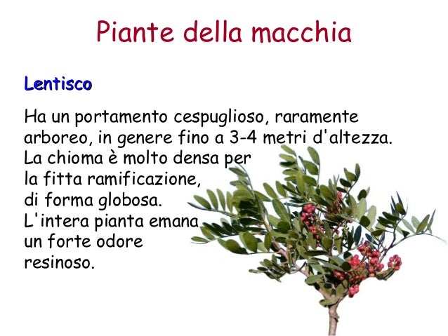 La Macchia Mediterranea