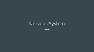 Anatomy study guide nervous system pa school | PPT