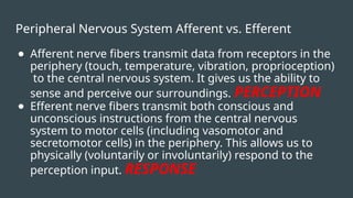 Anatomy study guide nervous system pa school | PPT
