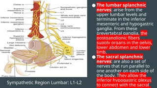 Anatomy study guide nervous system pa school | PPT