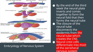 Anatomy study guide nervous system pa school | PPT