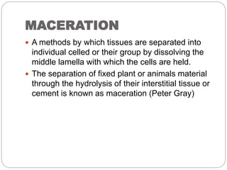 MACERATION AND SMEARS | PPT