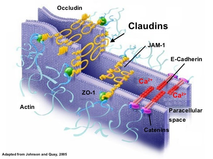 Mac Gregor Paracellular La 03192007