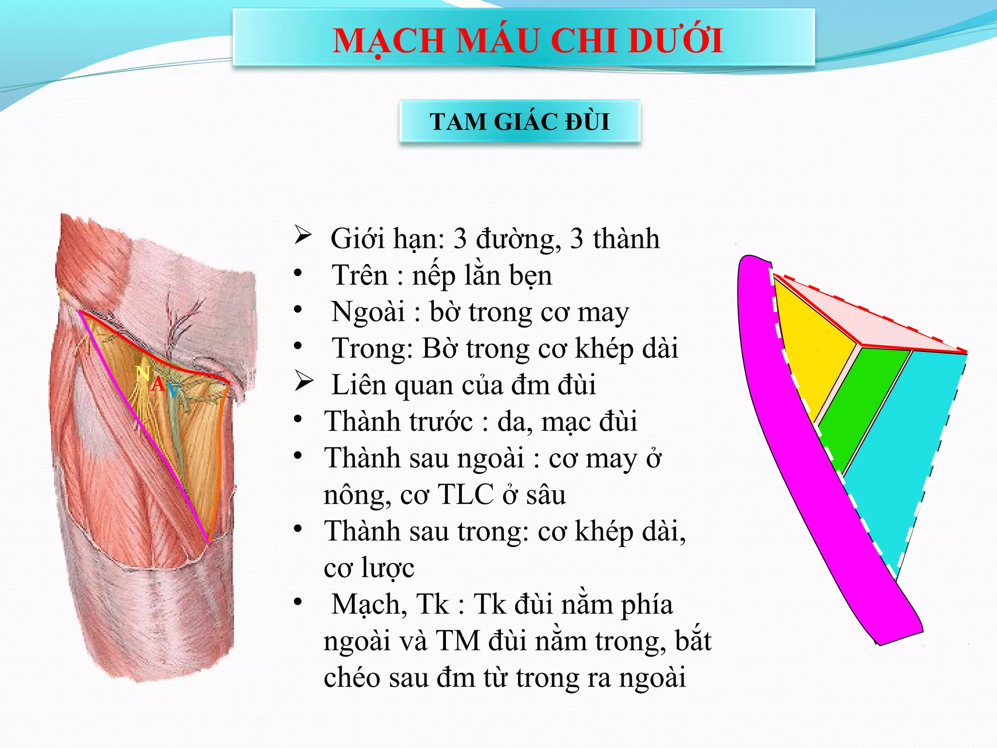MẠCH MÁU CHI DƯỚI | PPT