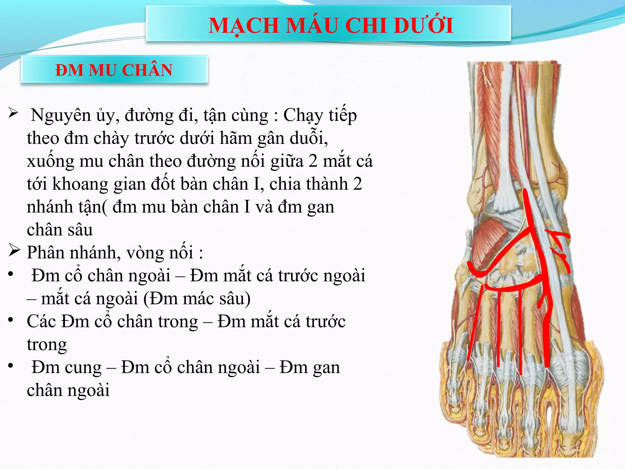 MẠCH MÁU CHI DƯỚI | PPT