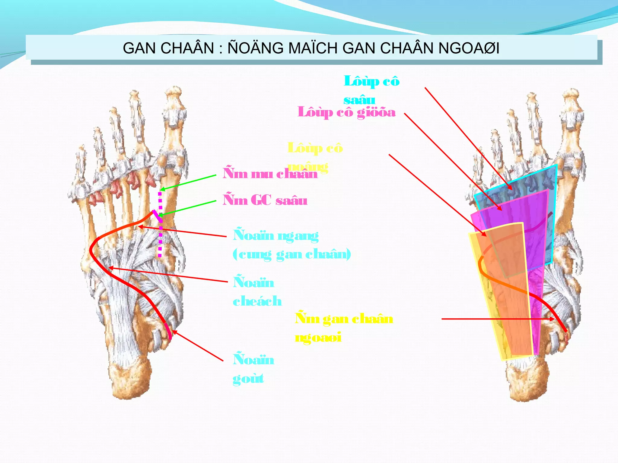 MẠCH MÁU CHI DƯỚI | PPT